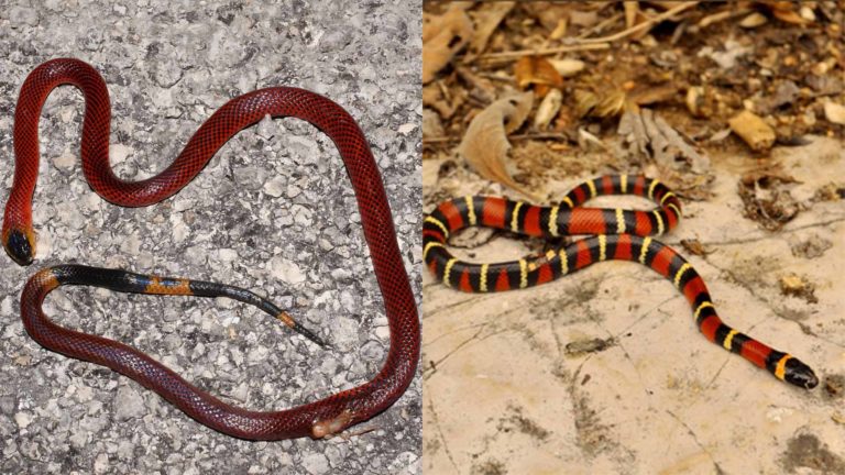 Serpientes | Los colores de la verdadera y falsa coralillo