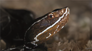 Serpientes | Especies que habitan en la Península de Yucatán