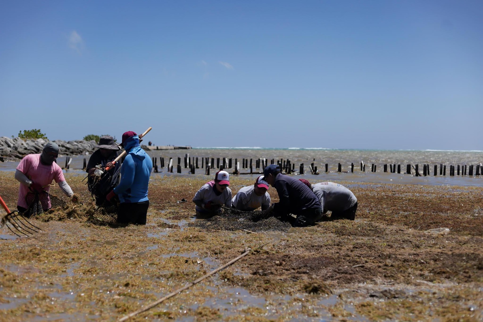 Sargazo en las playas en 2025 supera la cantidad del 2024